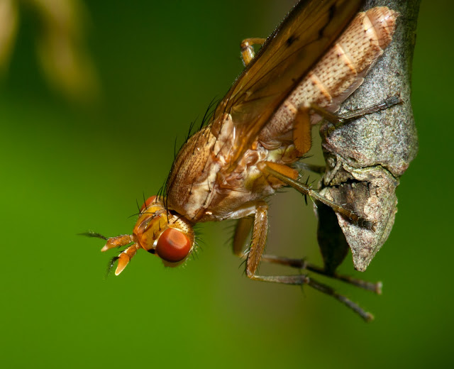 Zen Through a Lens: December 2010