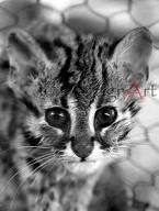 Meong Congkok - Nya Kumaha Aing