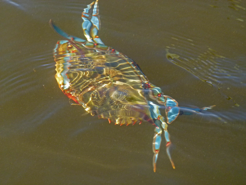 Life, Birding, Photos and Everything: Fakahatchee Strand