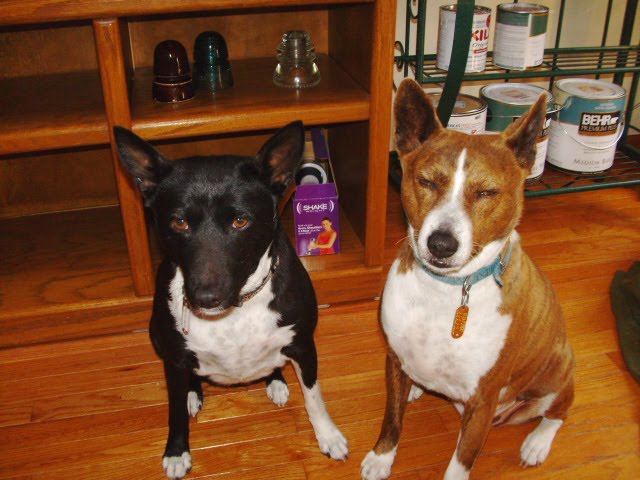 Do Basenjis Like To Cuddle