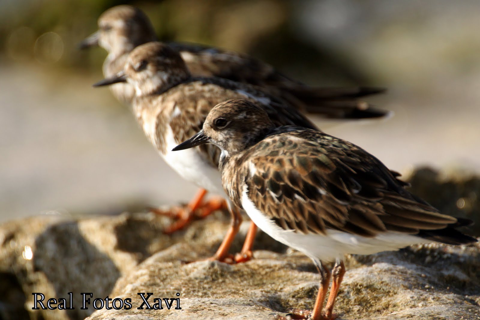 Fotografies Aramburu: Aves de las playas del Caribe