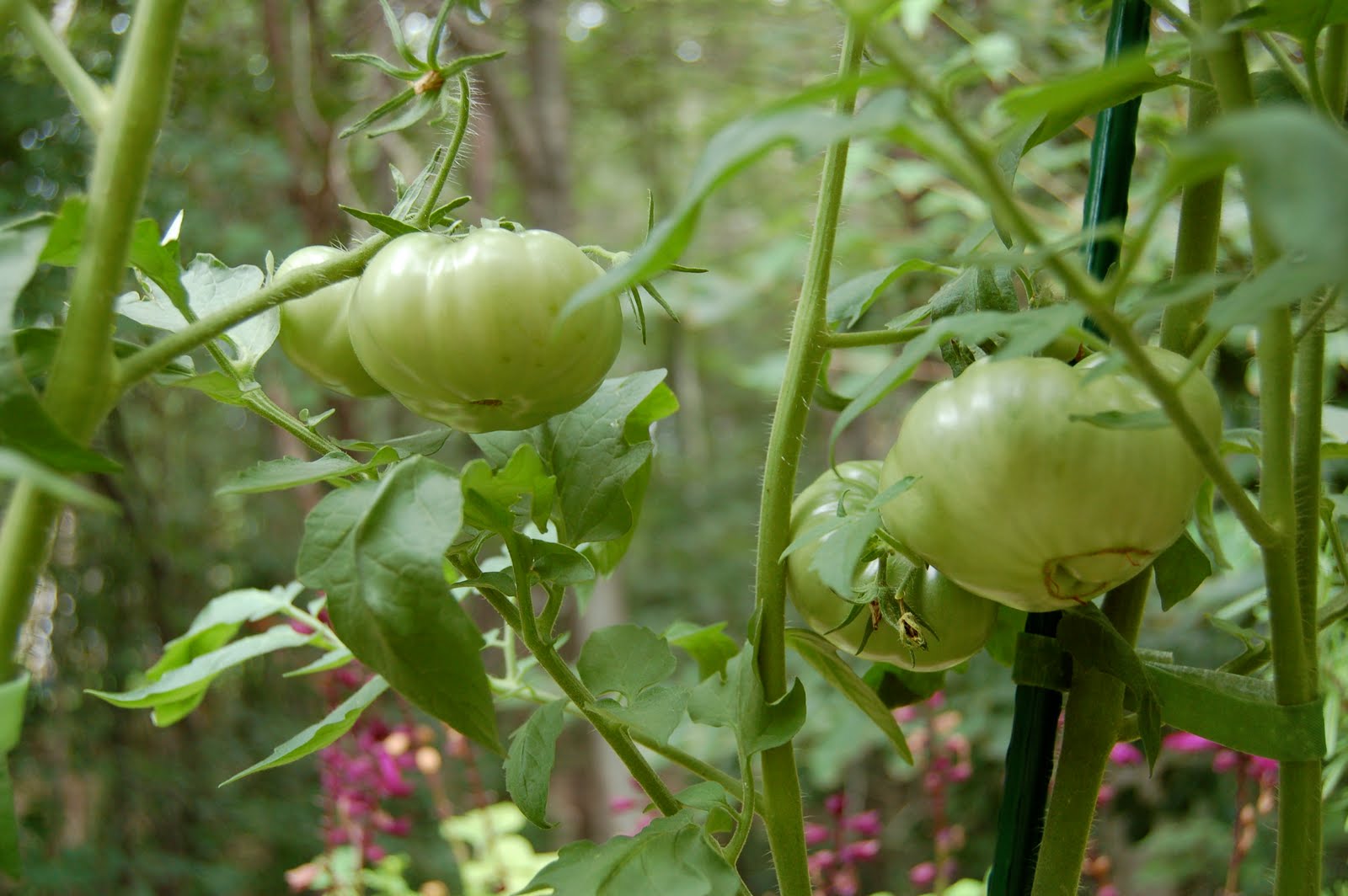 The Constructive Beach Home: Tomatoes, Tomatoes, Tomatoes