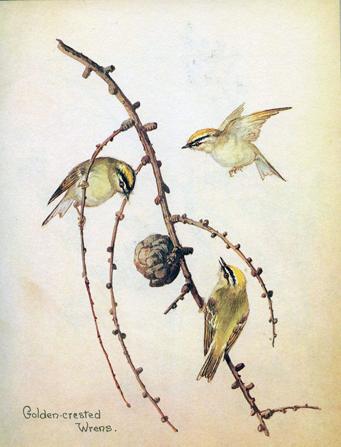 Getting Hooked (again): Edith Holden