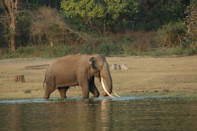 Wildlife Memoirs: The Trunk Call