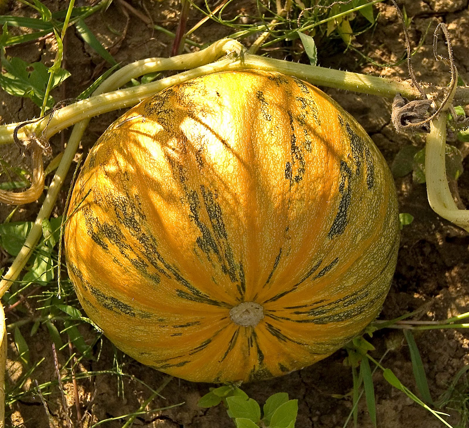 Las plantas y sus usos: Zapallo o calabaza