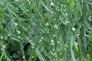 Las plantas y sus usos: Carqueja
