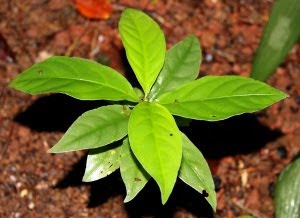 Las plantas y sus usos: Ipecacuana