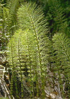 Las plantas y sus usos: Equiseto mayor