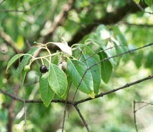 Las plantas y sus usos: Sándalo