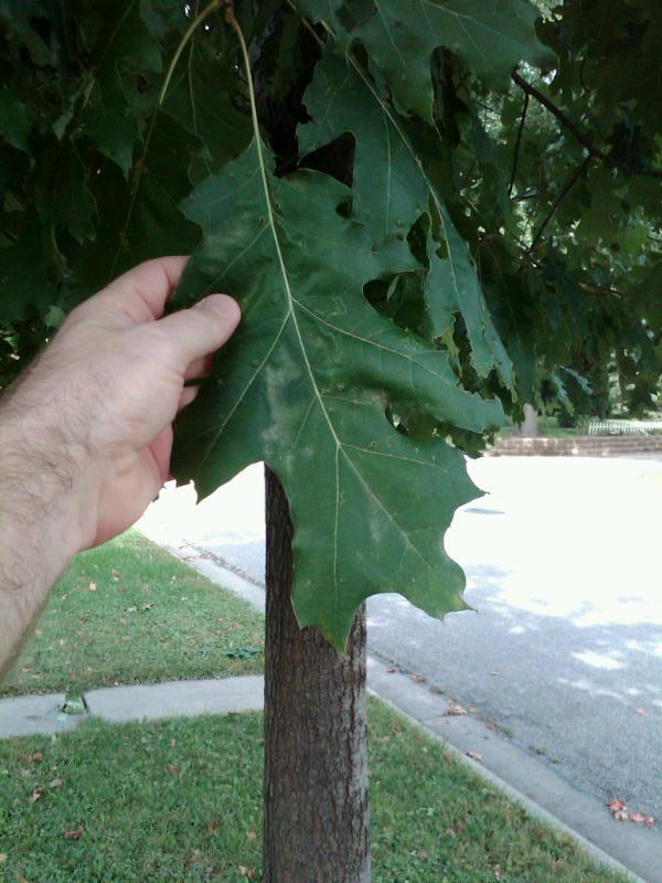 Oak Watch: Fast Growing Oaks - Red oak street tree