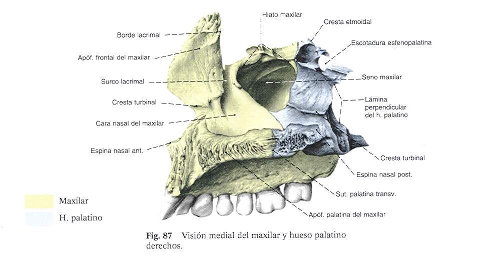 Maxilar superior - Imagui