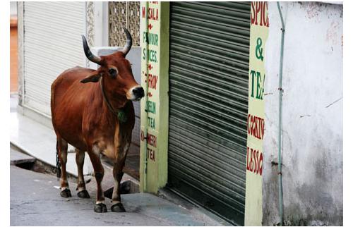 Clases de Bollywood - Danza Bollywood: Vacas sagradas en India