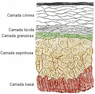Estética, Higiene e Saúde: Epiderme e suas camadas