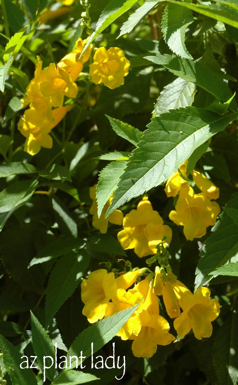 April Garden Bloggers Bloom Day....and the flu - Ramblings from a ...