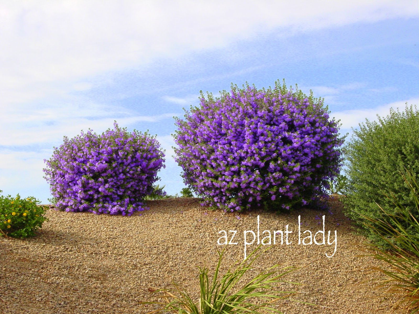 Texas Sage White Cloud Archives - Ramblings from a Desert Garden