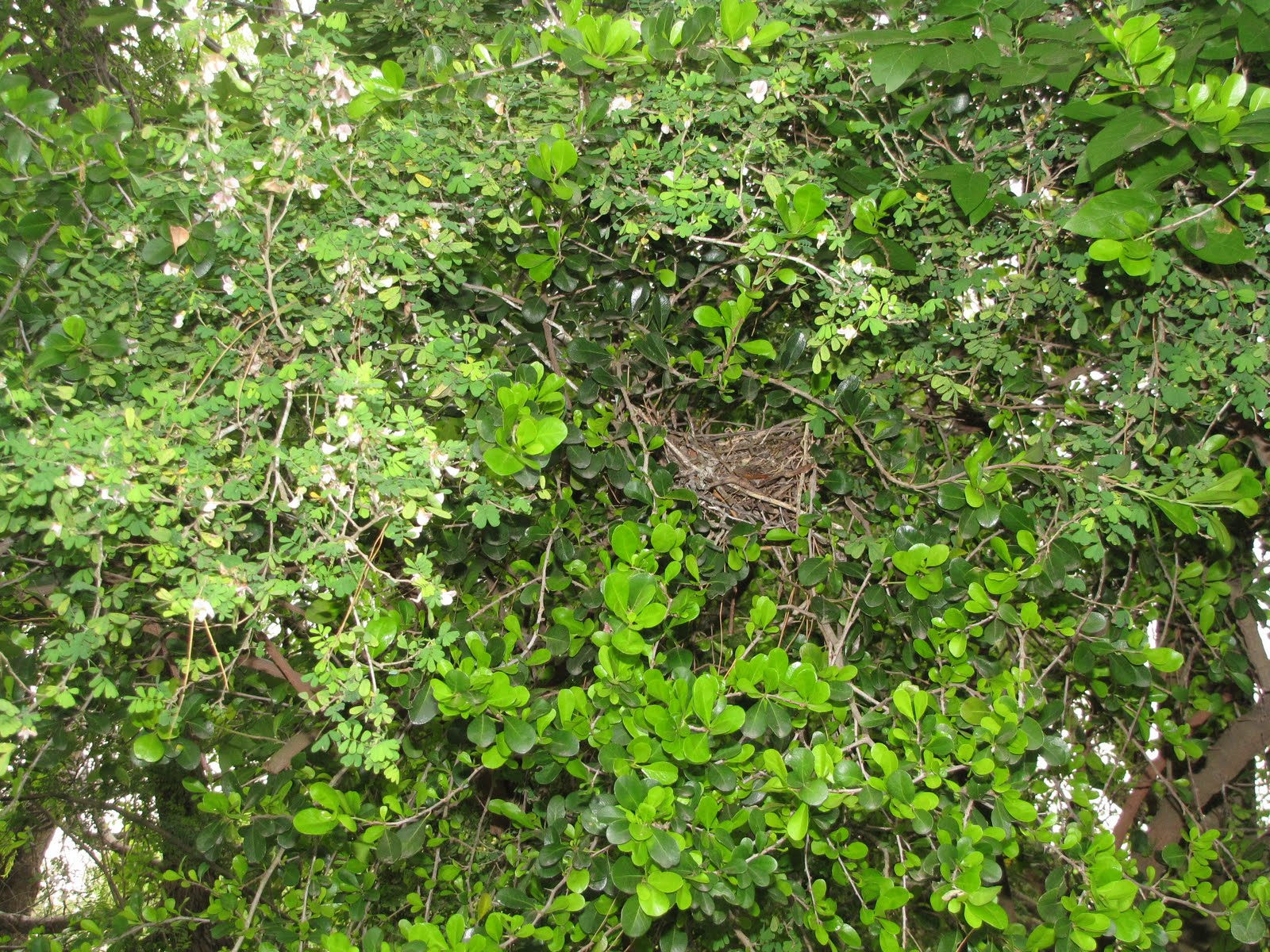 Arroyo Colorado Riverblog: Nests and Easter Songs