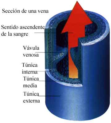 SISTEMAS BIOLÓGICOS: Constitución de una Vena