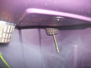 Aeroponic Sweet Potato Prototype: Day 3 - one plant comes back to life!