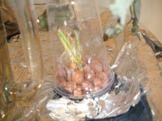 Aeroponic Sweet Potato Prototype: Day 3 - one plant comes back to life!