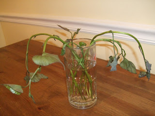 Aeroponic Sweet Potato Prototype: Day 3 - one plant comes back to life!