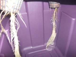 Aeroponic Sweet Potato Prototype: Day 47 Back to pure Aeroponics!