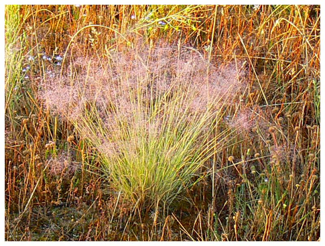 Tierra charra: La ciacina