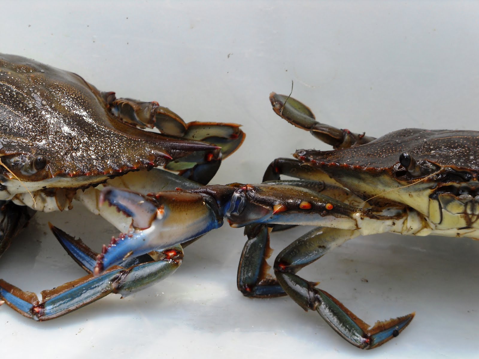 Indulge Inspire Imbibe: Here Craby Craby Craby