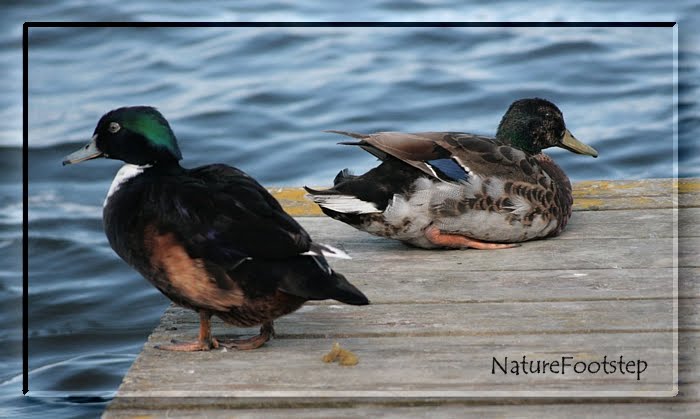 NF Birds blog: Gräsand variationer - Mallard variations