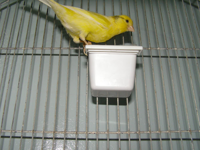 Cria de Canarios en Costa Rica