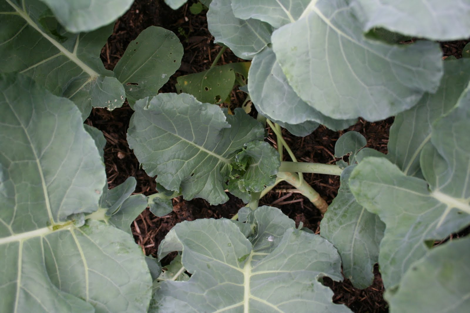 Horto in Urbs: My Strange Broccoli