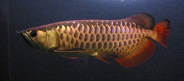Virginia Tech Ichthyology Class : Asian Arowana "The Fish of Paradise ...