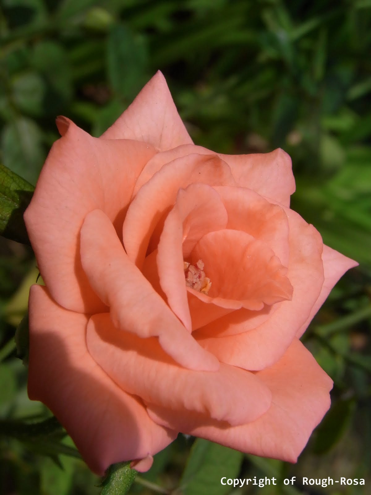 Rosa Sifu - Si Pencinta Bunga Mawar: 10 HOT TIPS on caring for your ...