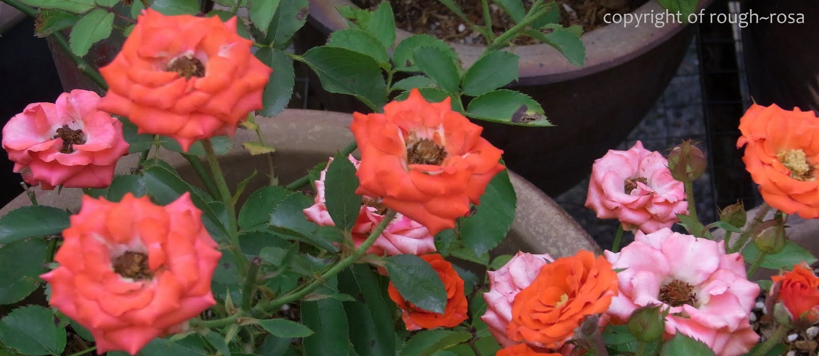 Rosa Sifu - Si Pencinta Bunga Mawar: How many different roses are there ...