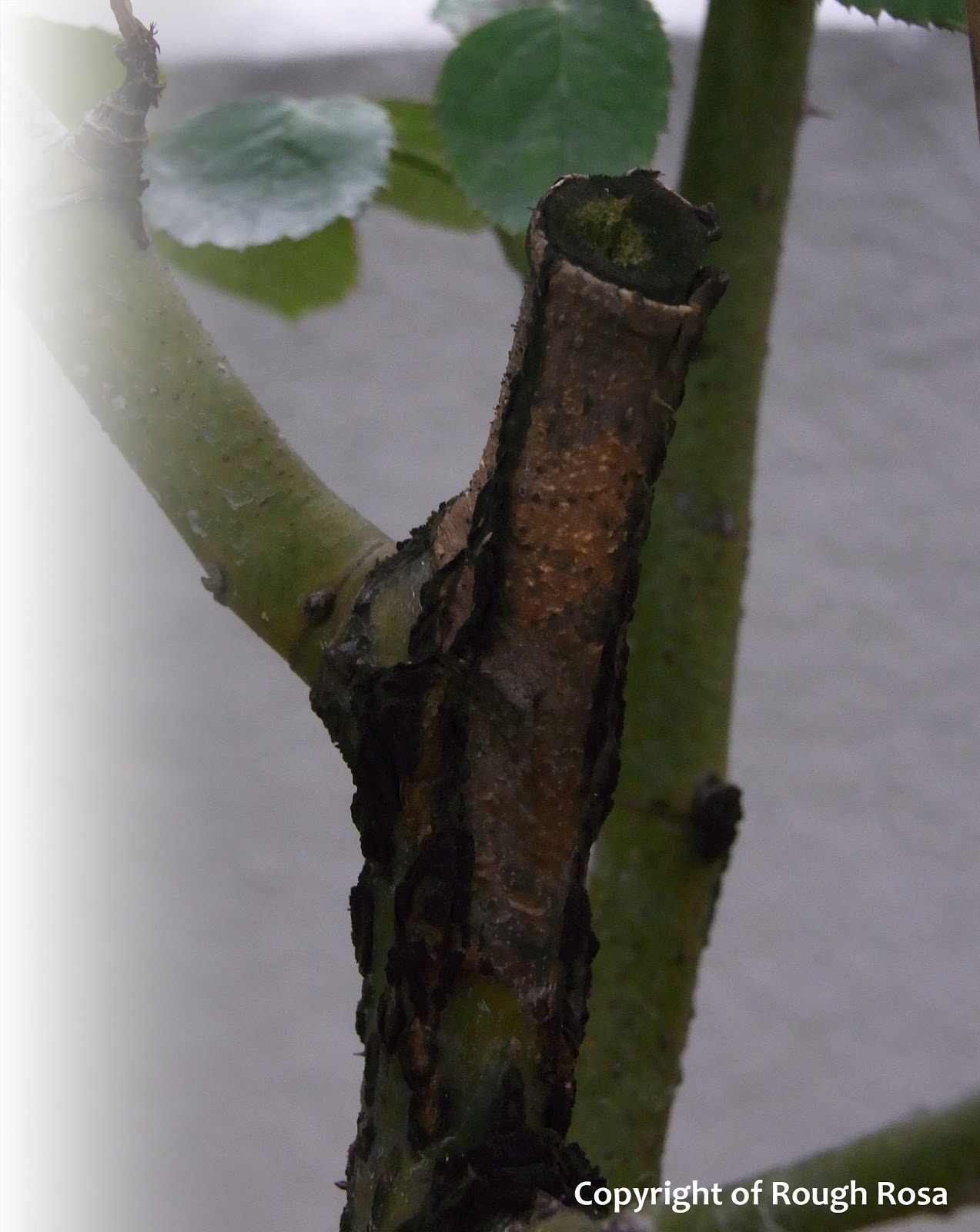 Rosa Sifu - Si Pencinta Bunga Mawar: Tips on how to deal with rose canker