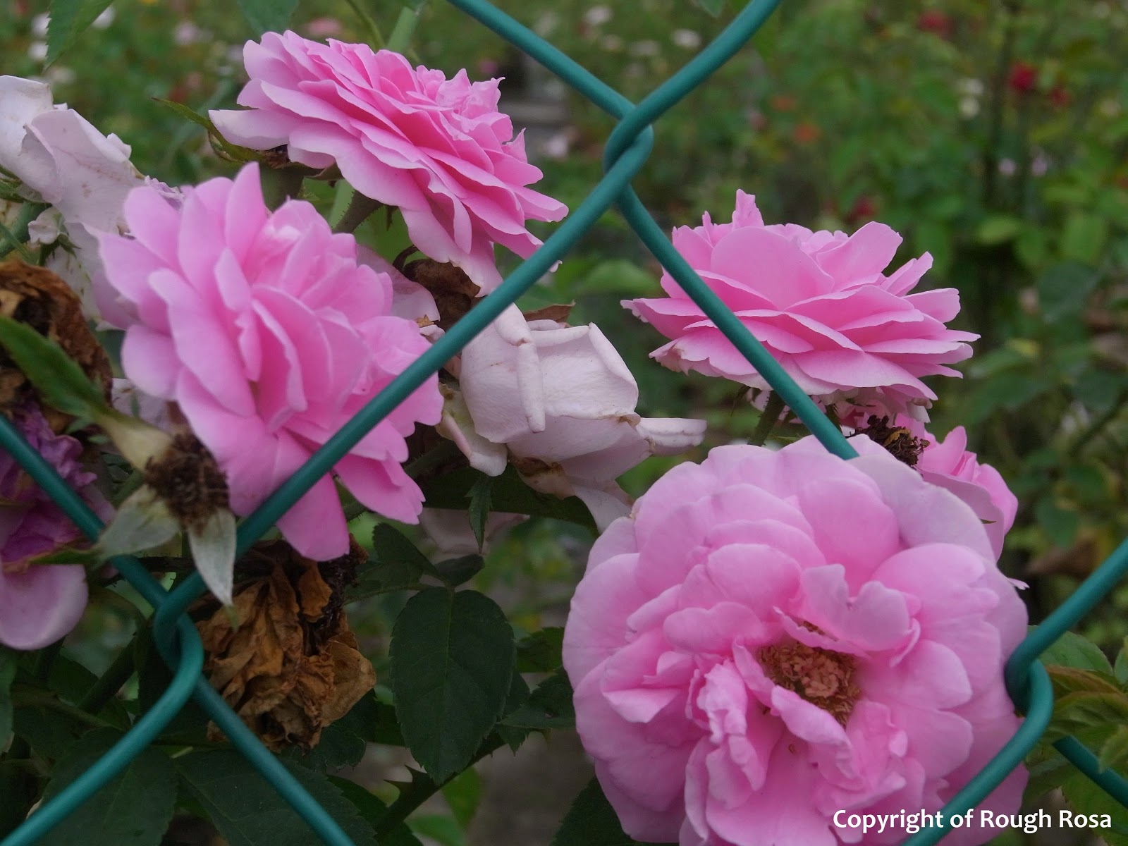 Rosa Sifu - Si Pencinta Bunga Mawar: Understanding the kinds of roses ...