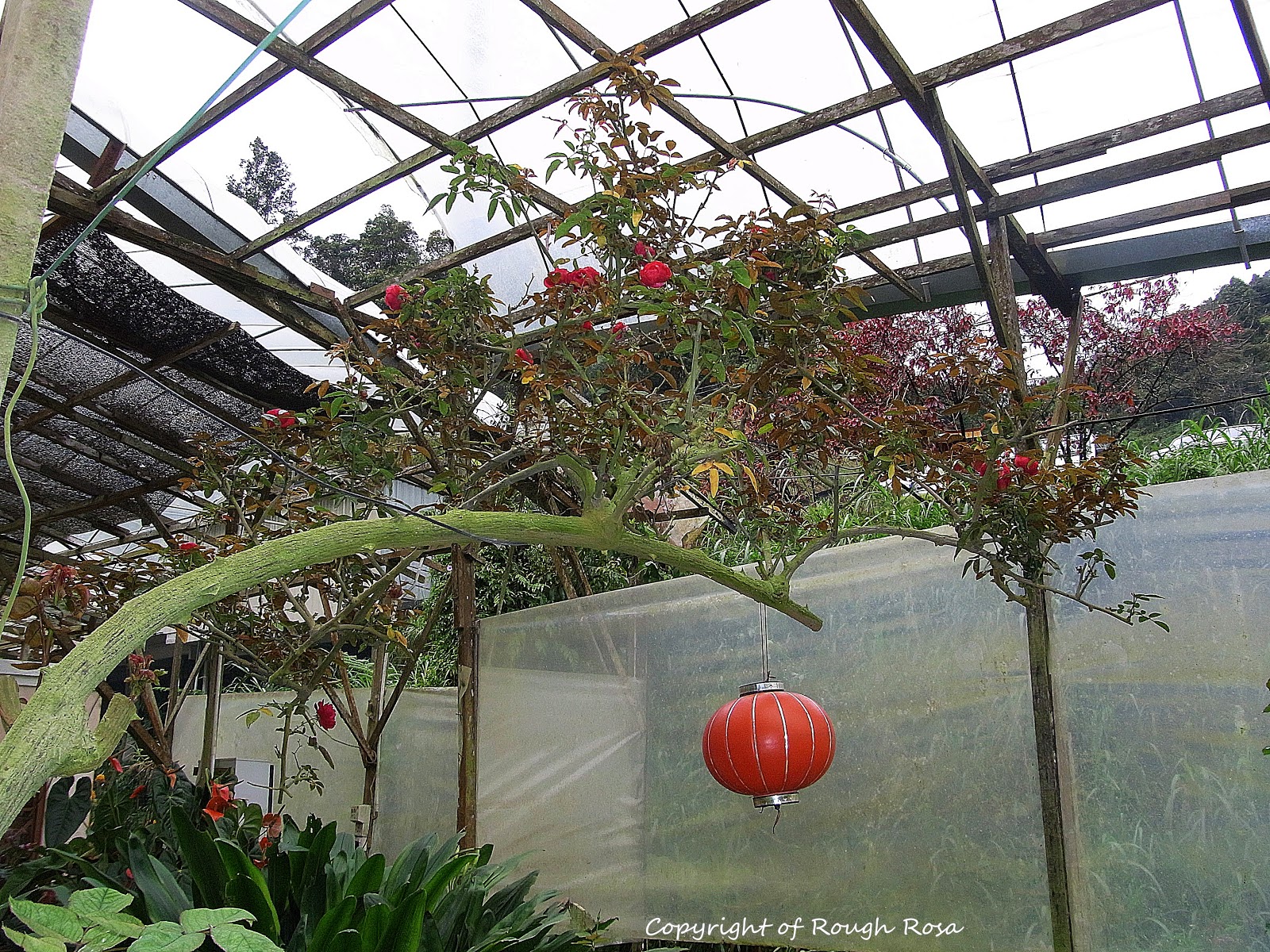 Rosa Sifu - Si Pencinta Bunga Mawar: Rose Valley at Cameron Highlands