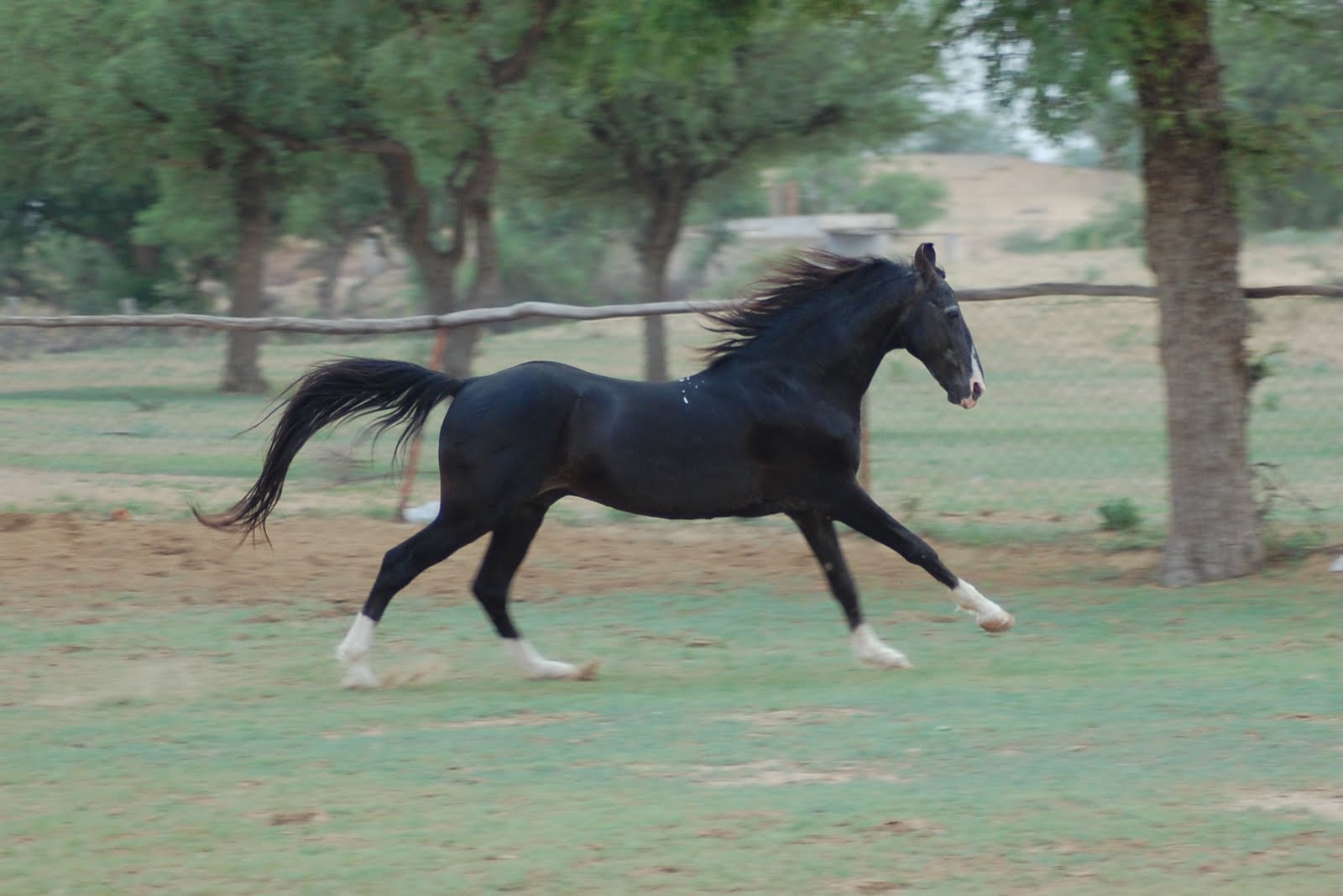 Marwari horse (indigenous horses of india)