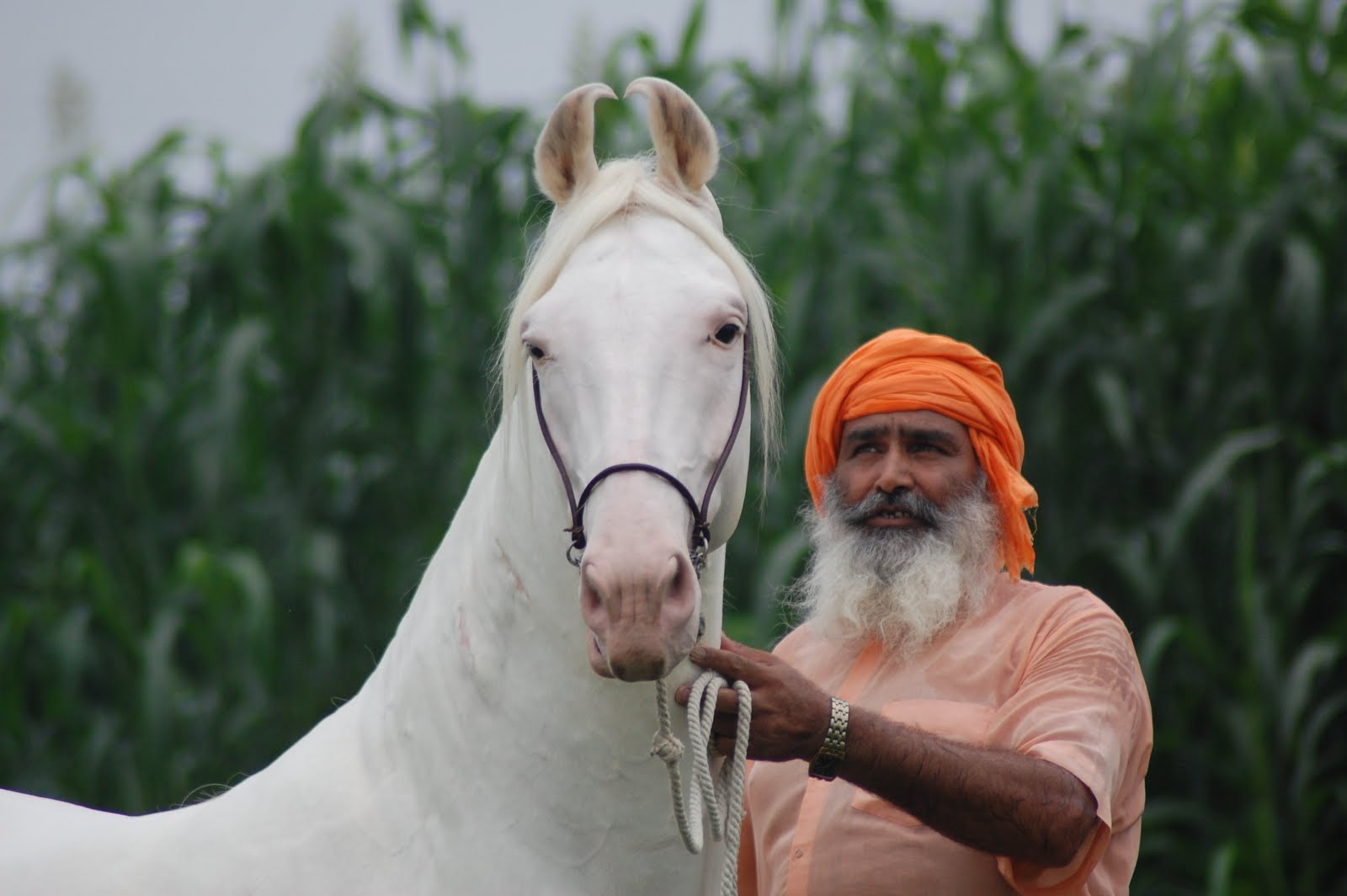 Marwari horse (indigenous horses of india)
