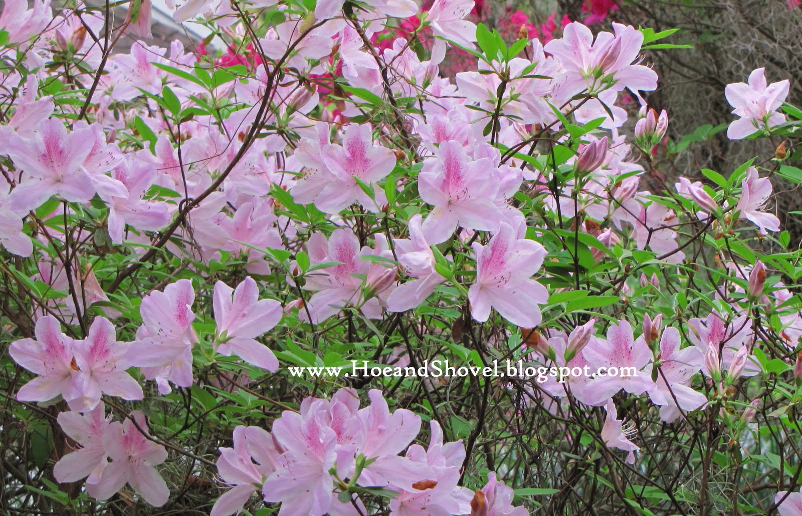 Hoe and Shovel: Azaleas in Full Splendor