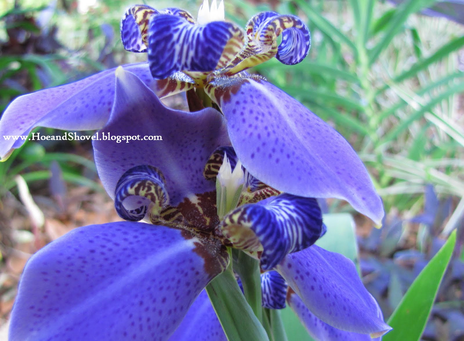 Hoe and Shovel: The Irises Have It