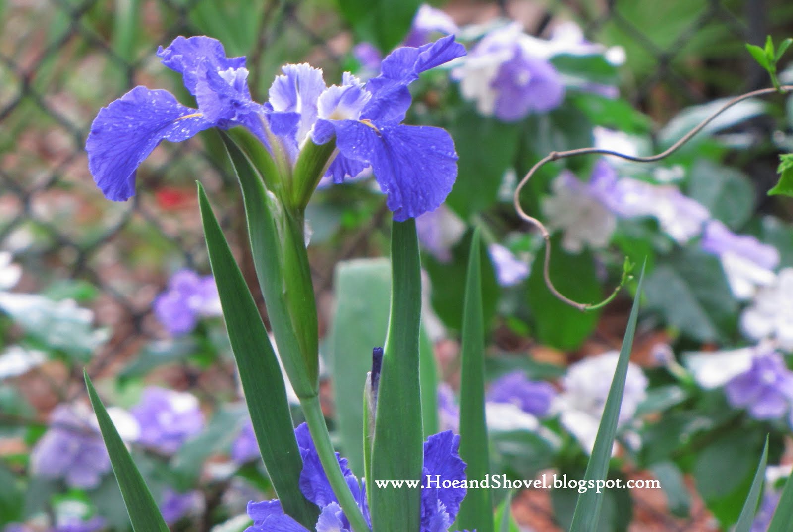Hoe and Shovel: The Irises Have It