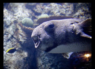 Funny-looking: Smiling Fish