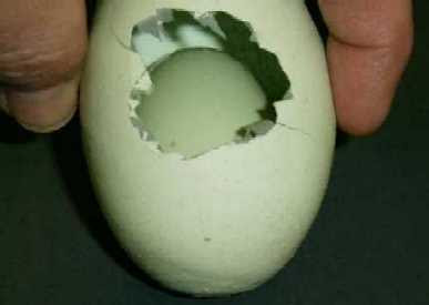 Weird Odd Eggs ~ UNUSUAL THINGs