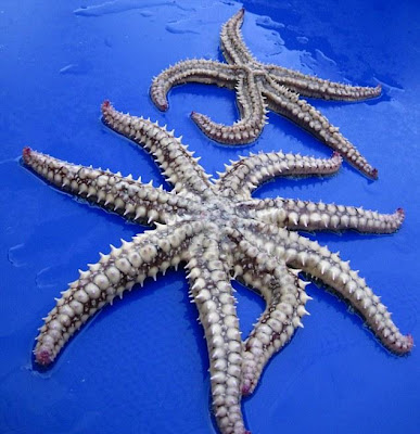 Starfish with record eight legs is found off British coast. ~ Somethin ...