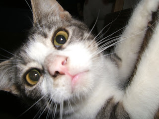 Feline Infectious Peritonitis: Hyphema
