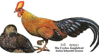 Bird's in Sri lanka (Part 1) | Travel to Sri Lanka