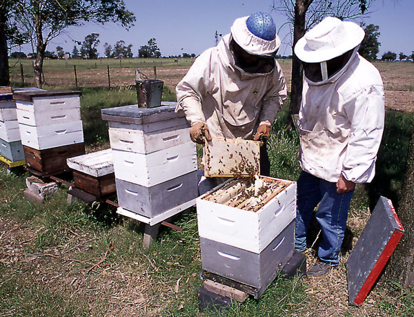 APICULTURA SOLIDARIA