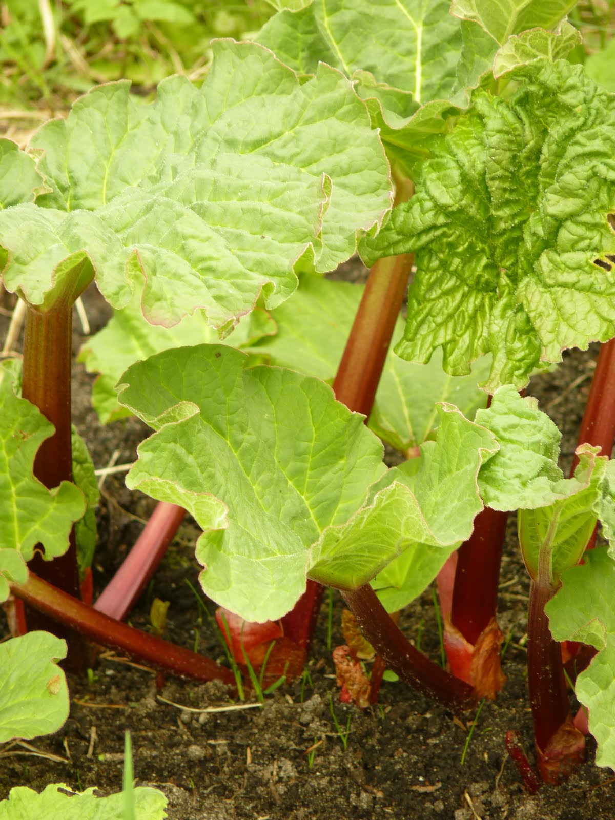 Berries and the blue sky: Rhubarb season in Estonia - cake of (happy ...