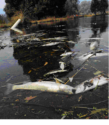 Effects - marinebiology.pollution