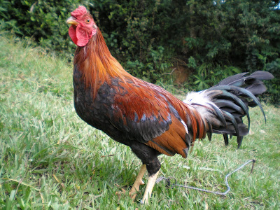 PURA CASTA - GALLOS DE COMBATE: CRESTONES, PATIO Y ALGO MÁS